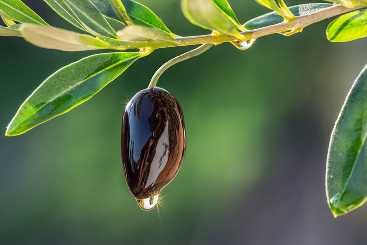 Olive Leaf Extract - The Powerful Benefits – About Health